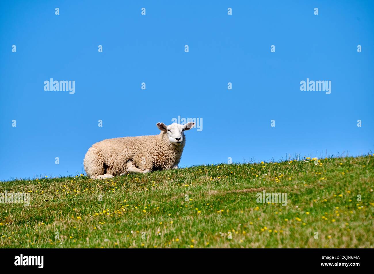A sheep lies on the dike and looks into the camera Stock Photo - Alamy