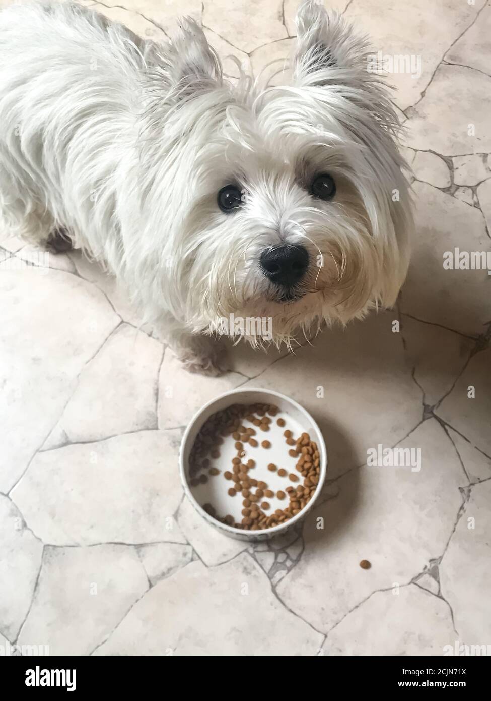 Little white dog with his feeding dish Stock Photo - Alamy