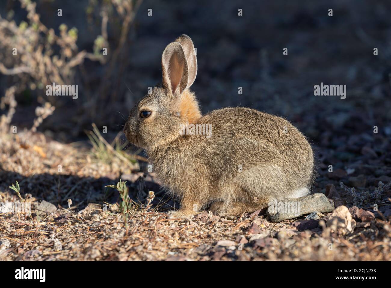 Cute Young Cottontail rabbit Stock Photo - Alamy