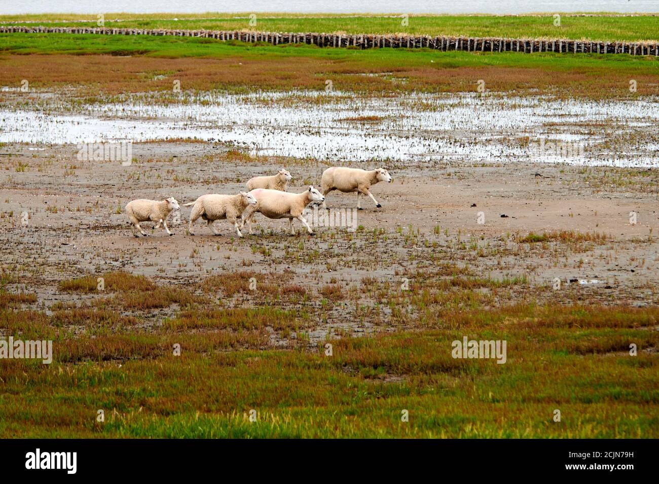 A running group of sheep in the salt marshes in the mudflats Stock ...