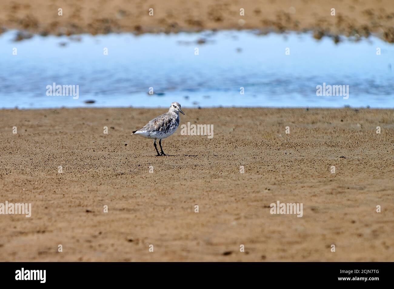 A sandpiper bird stands in the sand and looks at the camera Stock Photo ...
