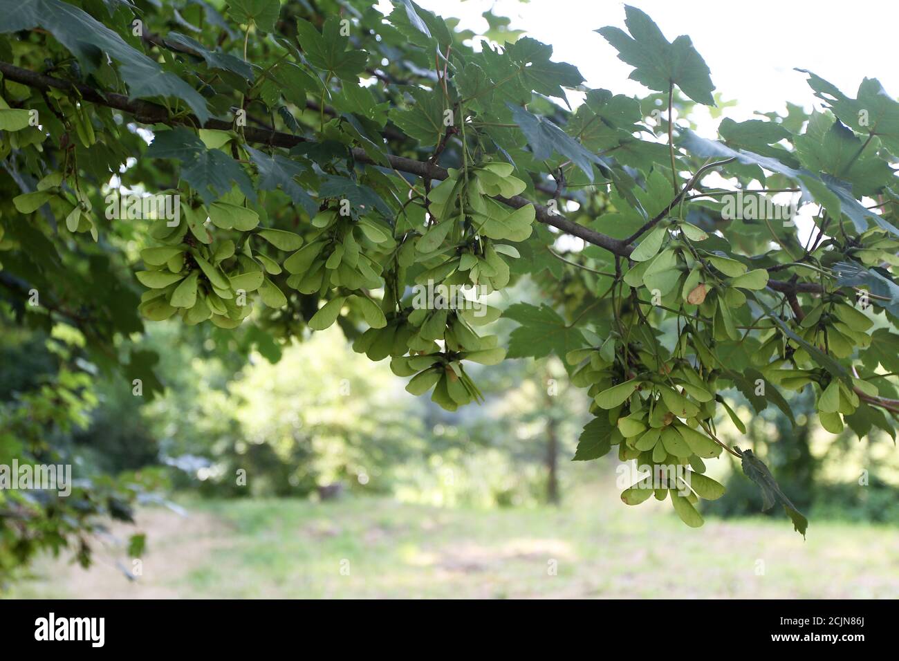 Ulmus alata hi-res stock photography and images - Alamy