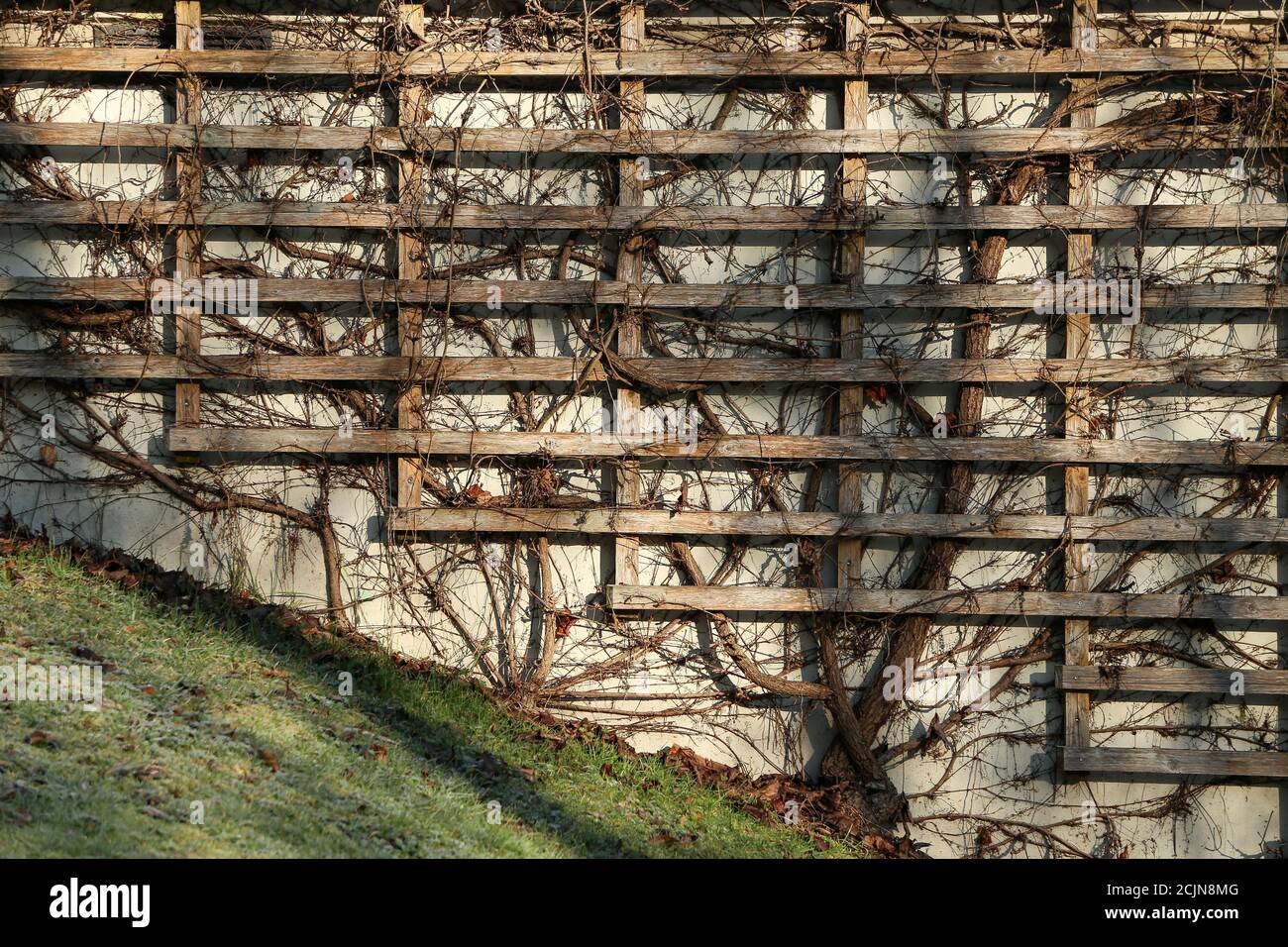 Grape vine growing against the wall of an apartment building Stock ...