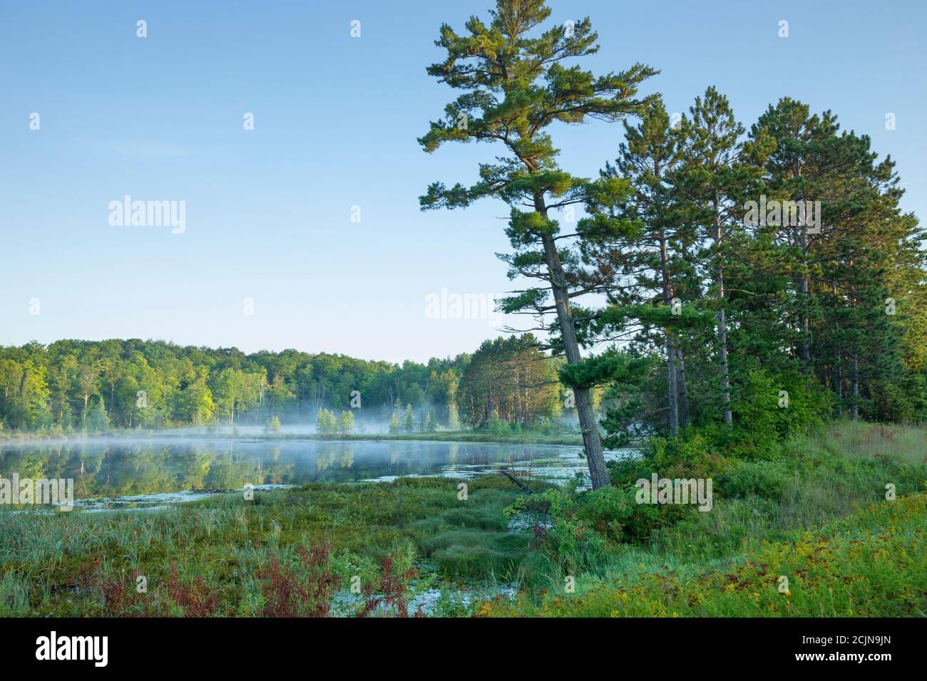 Mist pine trees lake hi-res stock photography and images - Alamy