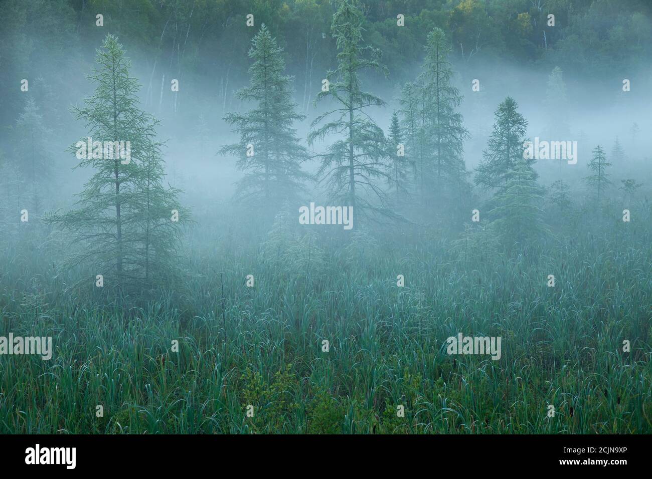 Tamarack pine hi-res stock photography and images - Alamy