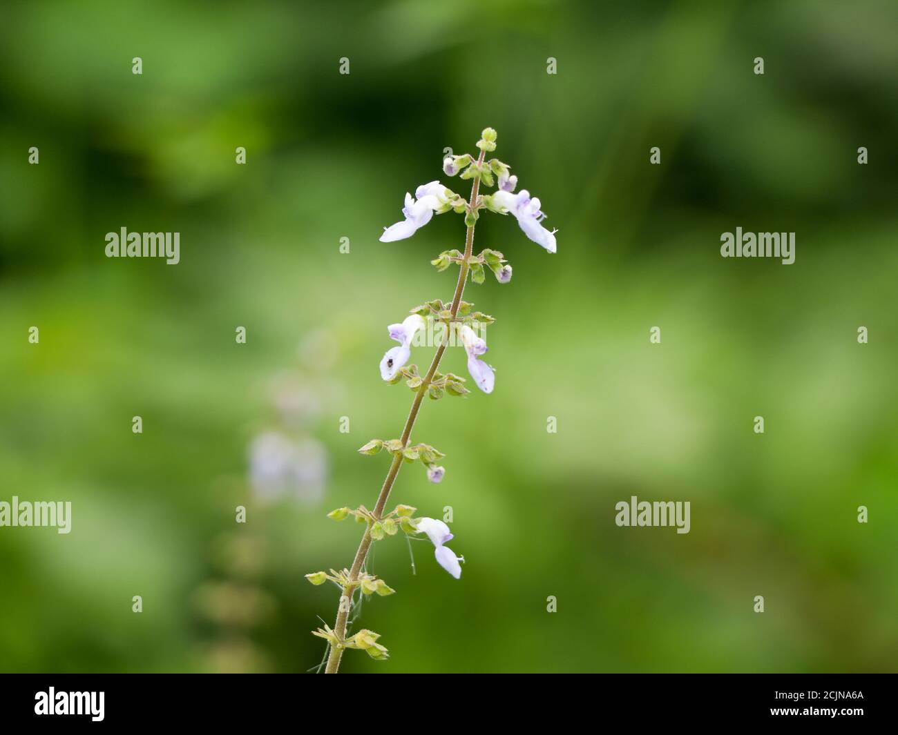 Flower of Mexican mint or Indian borage, spice herbal medicine Stock ...