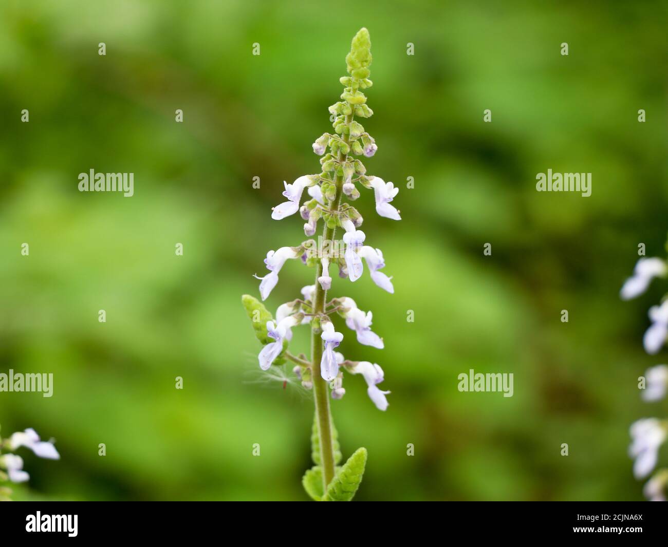 Flower of Mexican mint or Indian borage, spice herbal medicine Stock ...