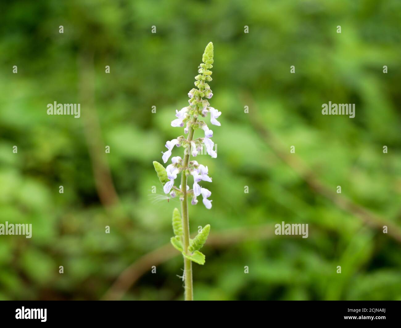 Flower of Mexican mint or Indian borage, spice herbal medicine Stock ...