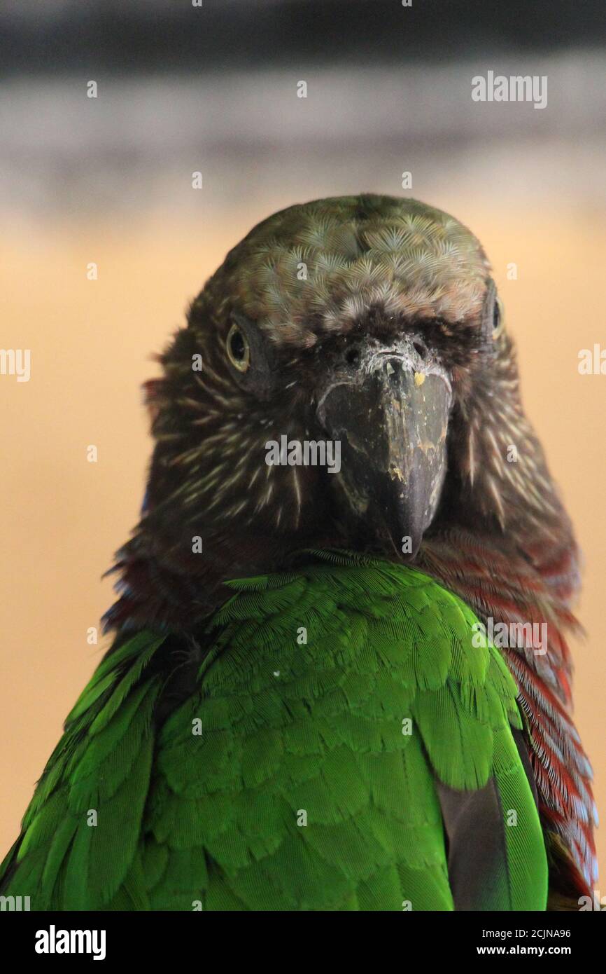 Hawk headed parrot hi-res stock photography and images - Alamy