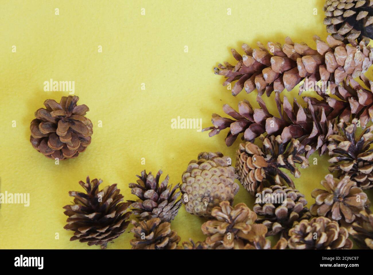 Dry cones on a yellow background Stock Photo - Alamy