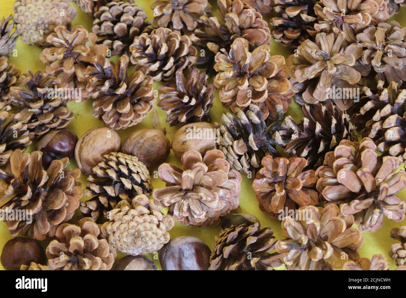 Dry pine cones walnuts chestnut on a yellow background Stock Photo - Alamy