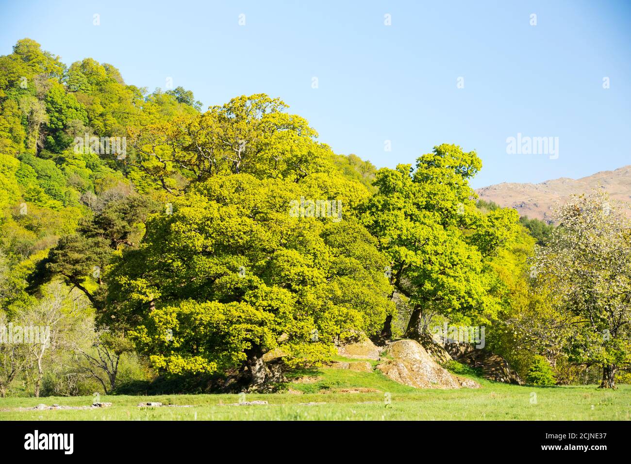 Oak knoll district hi-res stock photography and images - Alamy