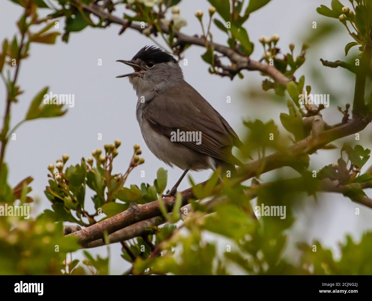 Closeup shot nightingale bird hi-res stock photography and images - Alamy