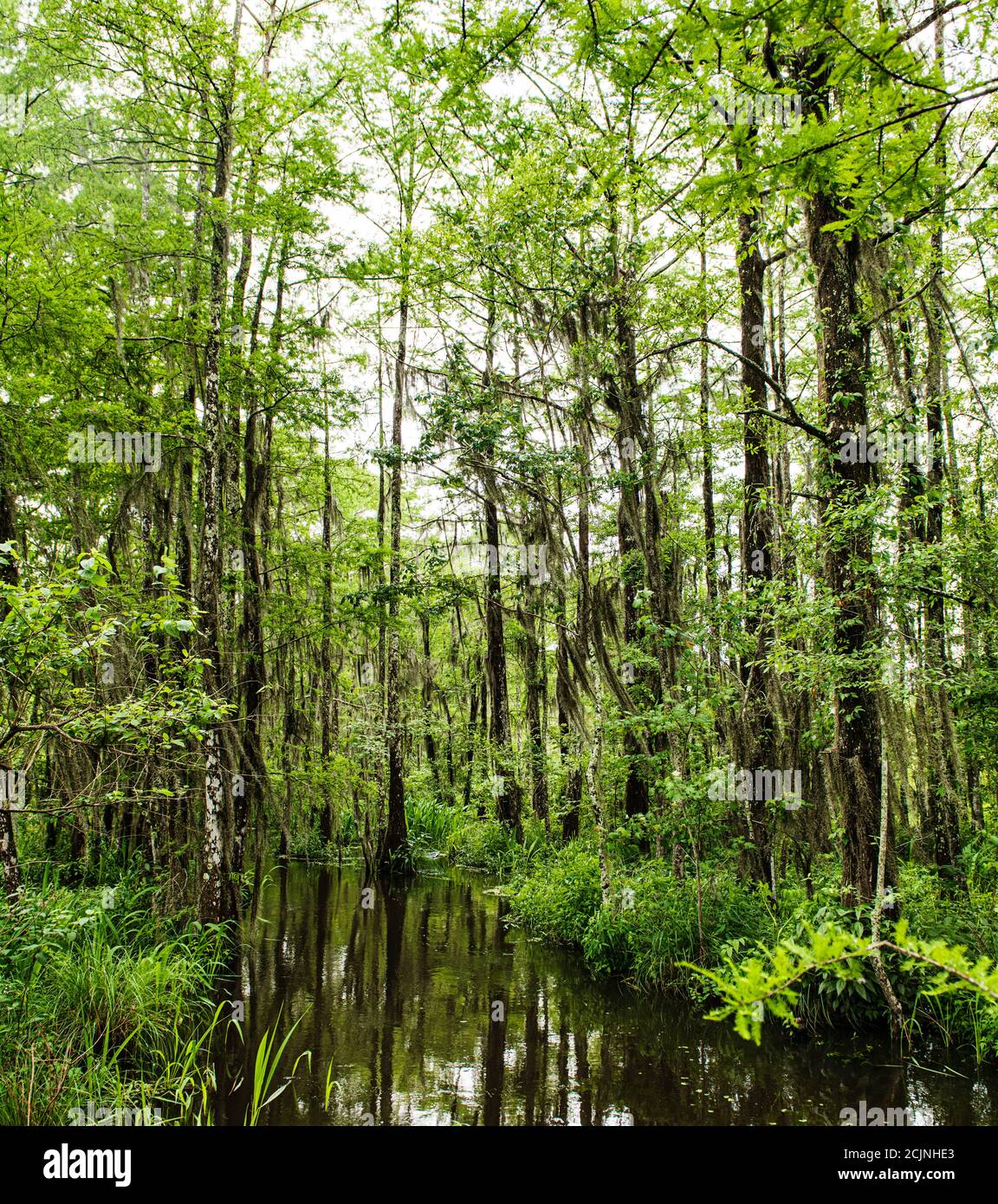 Swamp land hi-res stock photography and images - Alamy