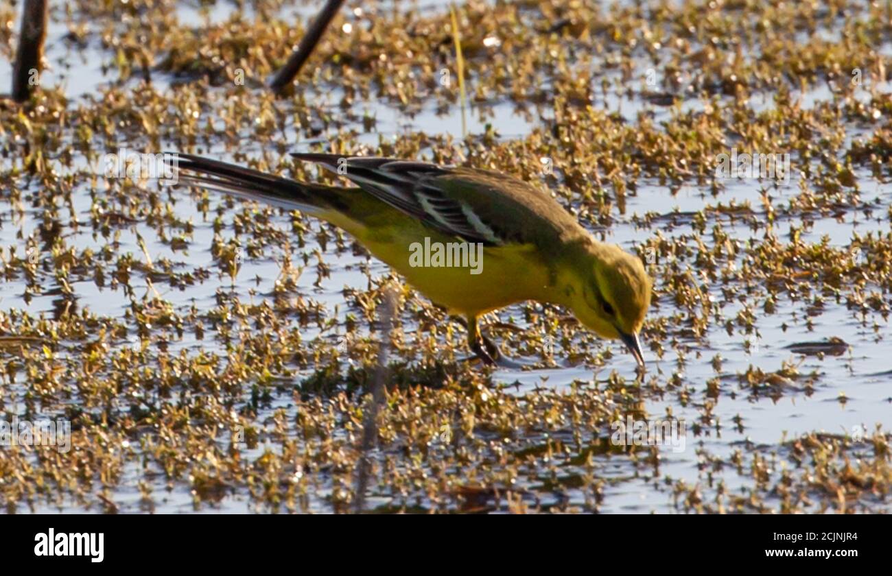 Yellow of a wagtail on snowy ground Stock Photo - Alamy