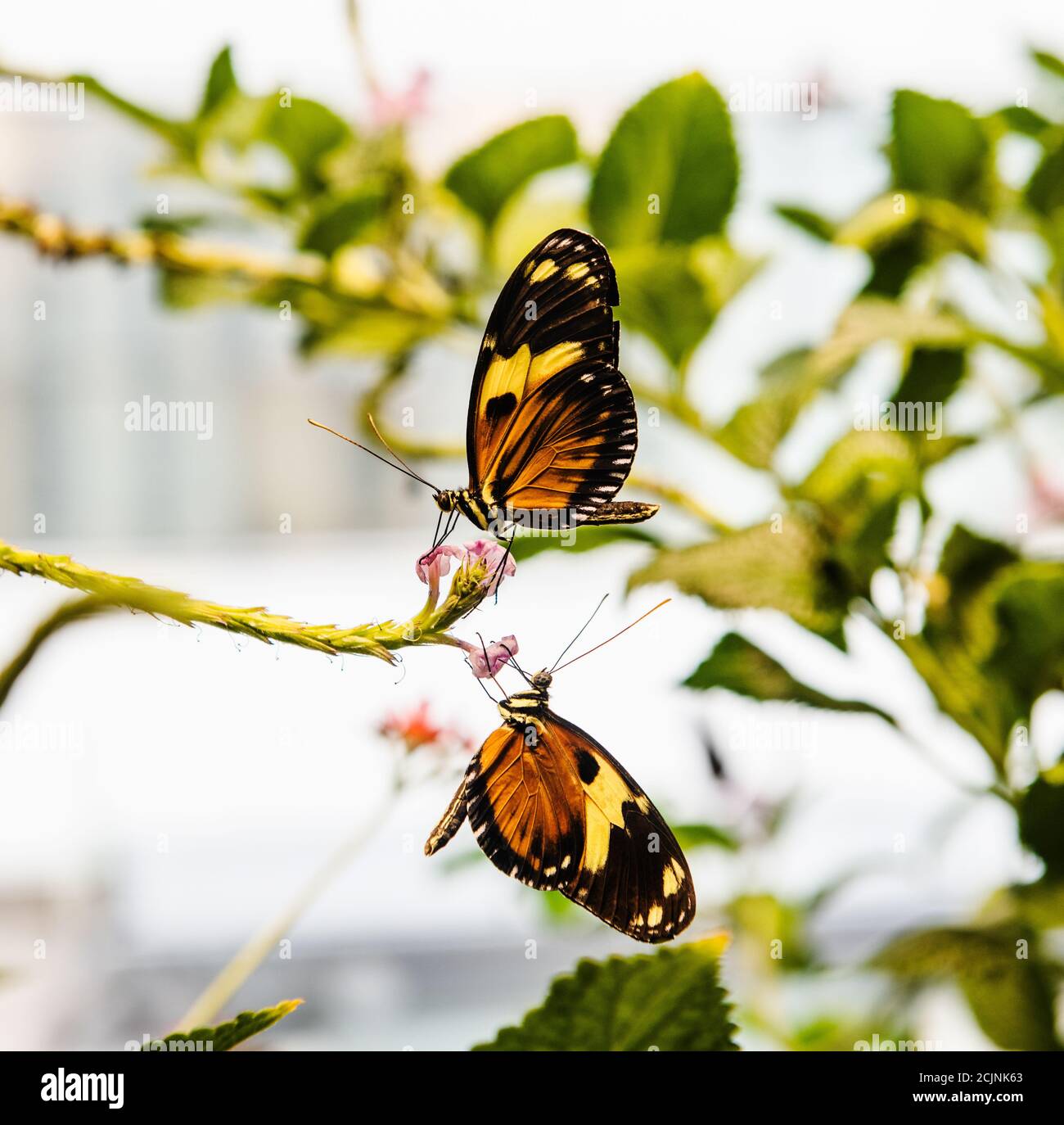 Macro beauty of butterflies hi-res stock photography and images - Alamy