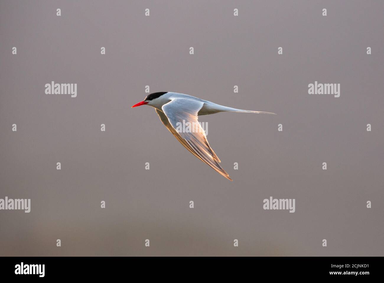 Flying tern hi-res stock photography and images - Alamy