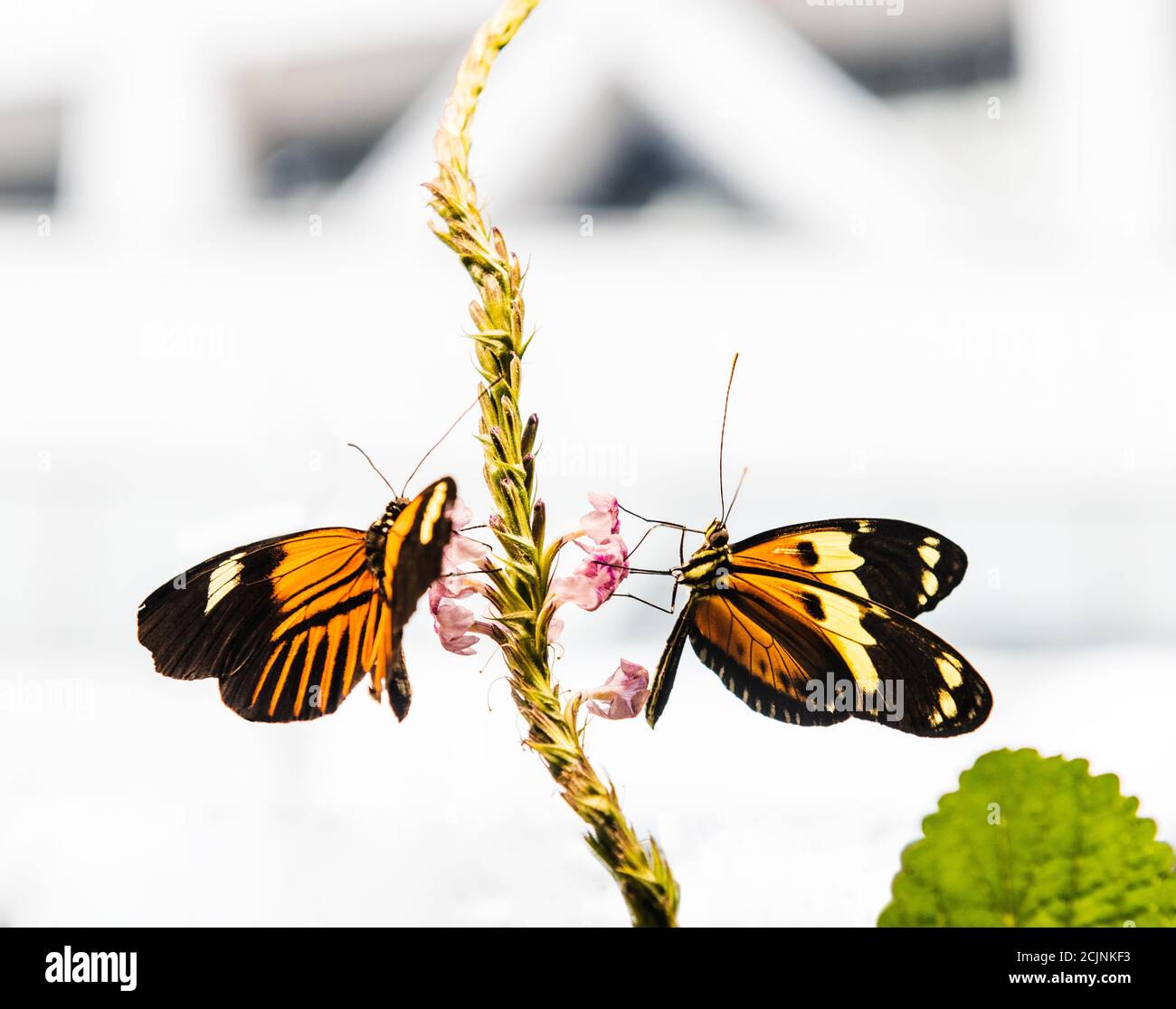 Macro beauty of butterflies hi-res stock photography and images - Alamy