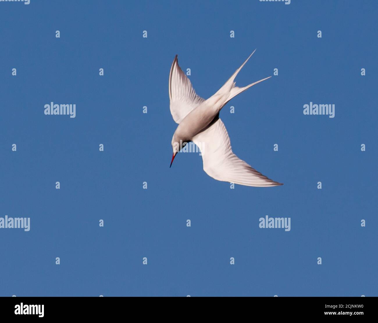 Beautiful sternidae bird flying hi-res stock photography and images - Alamy