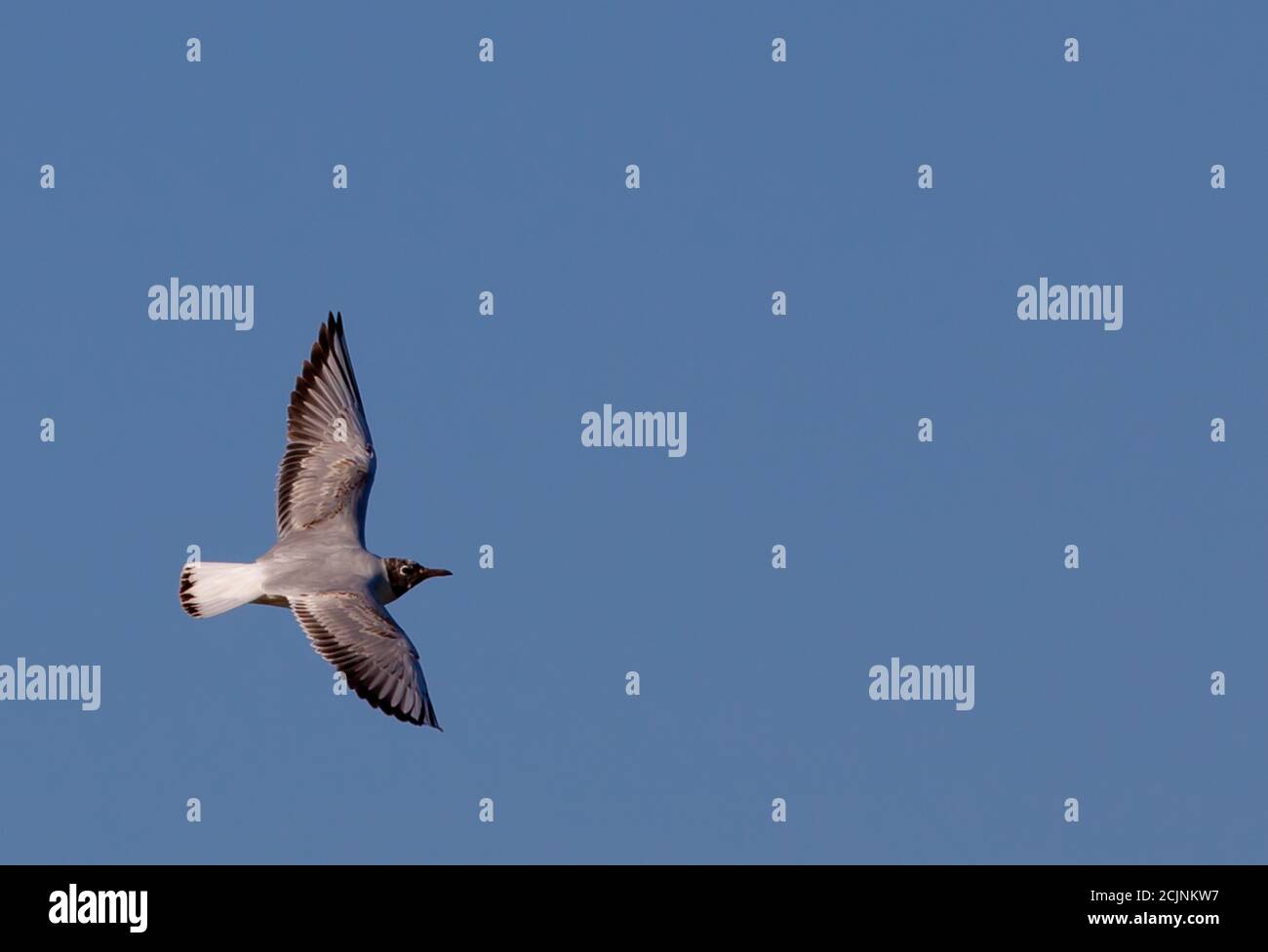 A selective focus shot of a black-headed gull flying under blue sky ...