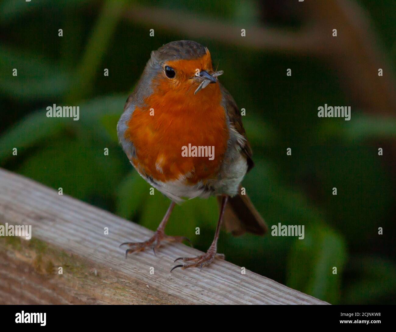 Selective focus shot of a robin on a wooden surface, outdoors during ...