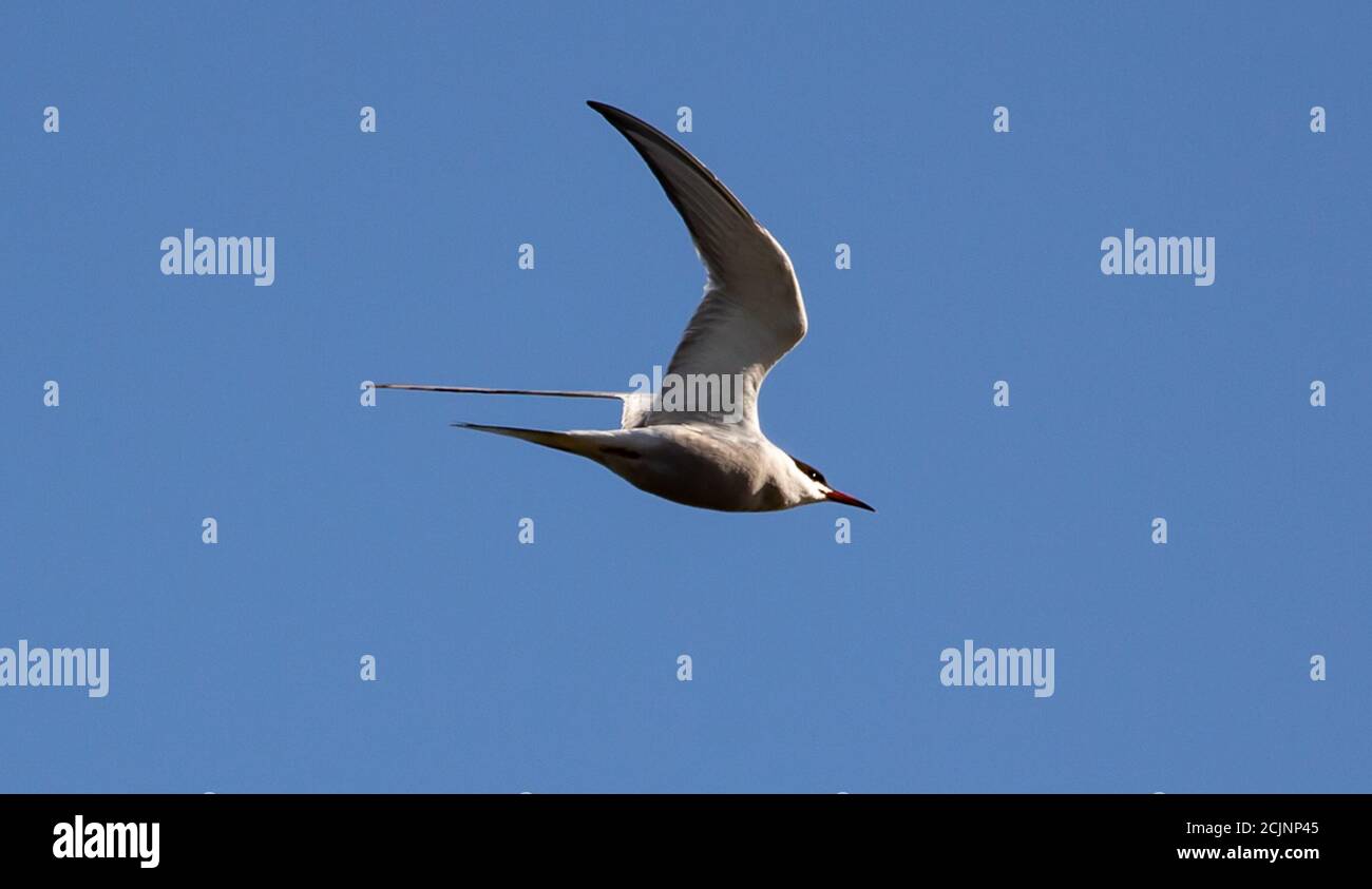 Sternidae bird flying in the sky with blurred background Stock Photo ...