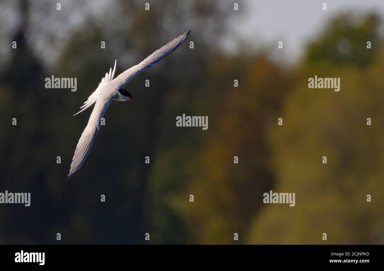 Sternidae bird flying in the sky with blurred background Stock Photo ...