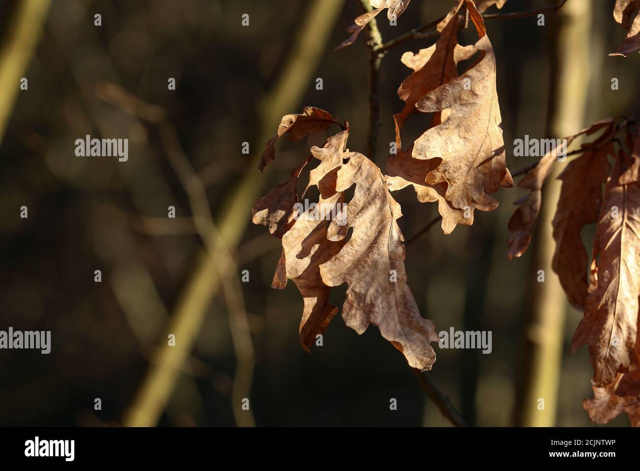 Old oak leaves on a blurred background Stock Photo - Alamy