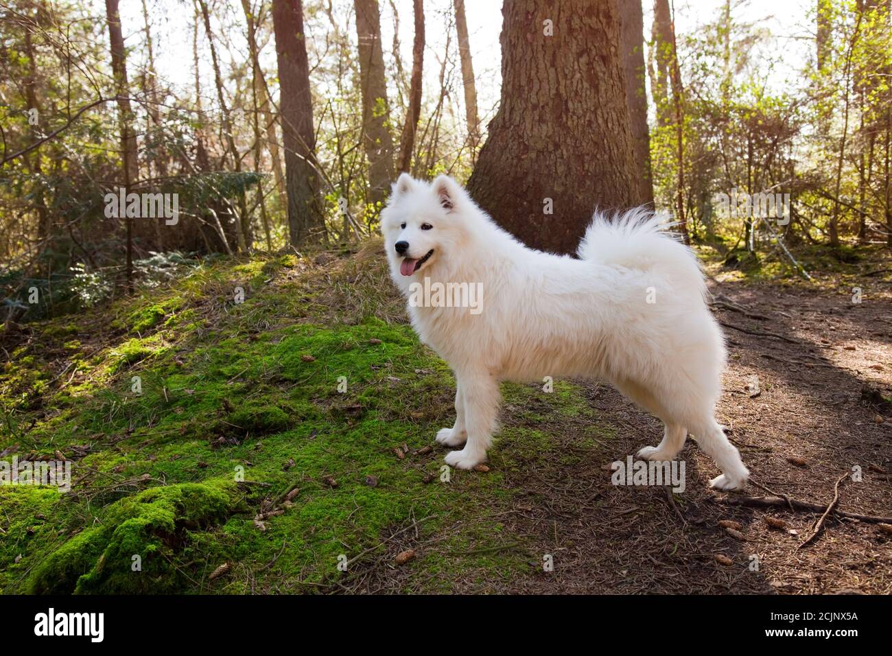 samoyed dog standing in the forest Stock Photo - Alamy