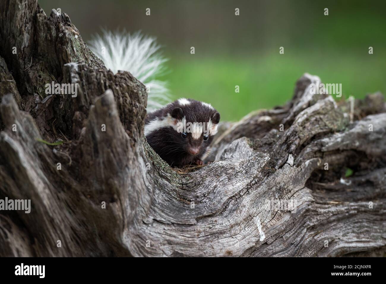 Eastern Spotted Skunk (Spilogale putorius) Peers Over Top of Log Tail ...