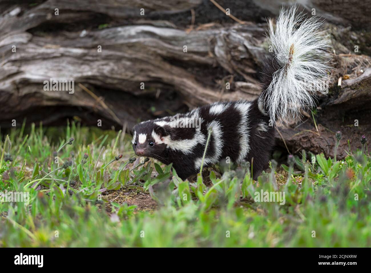 Eastern Spotted Skunk (Spilogale putorius) Tail Up Looks Out in Front ...