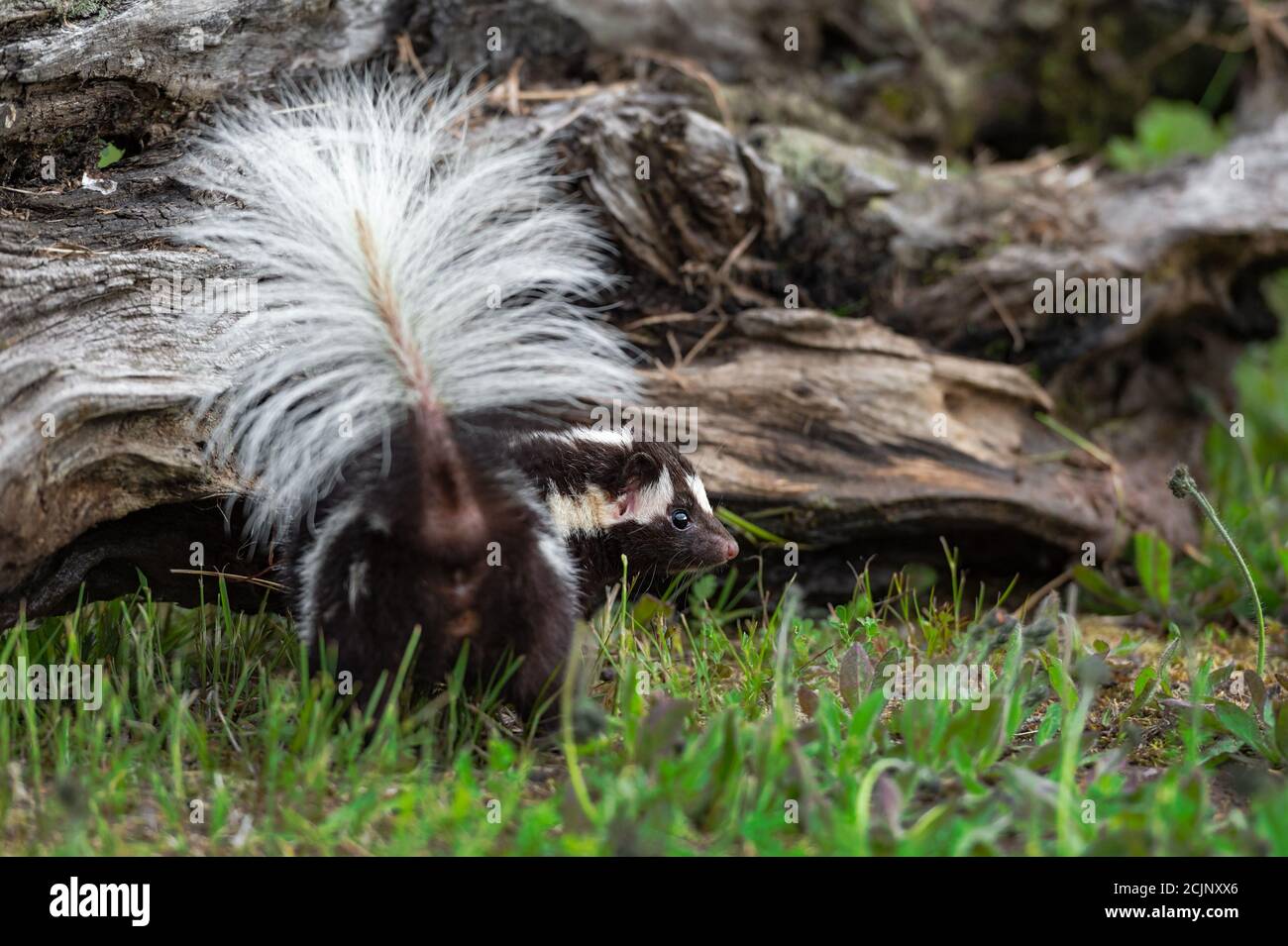 Eastern Spotted Skunk (Spilogale putorius) Turned Tail Pointed at ...