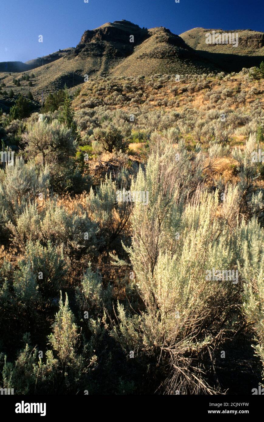 Sage hillside at Blue Basin, John Day Fossil Beds National Monument ...