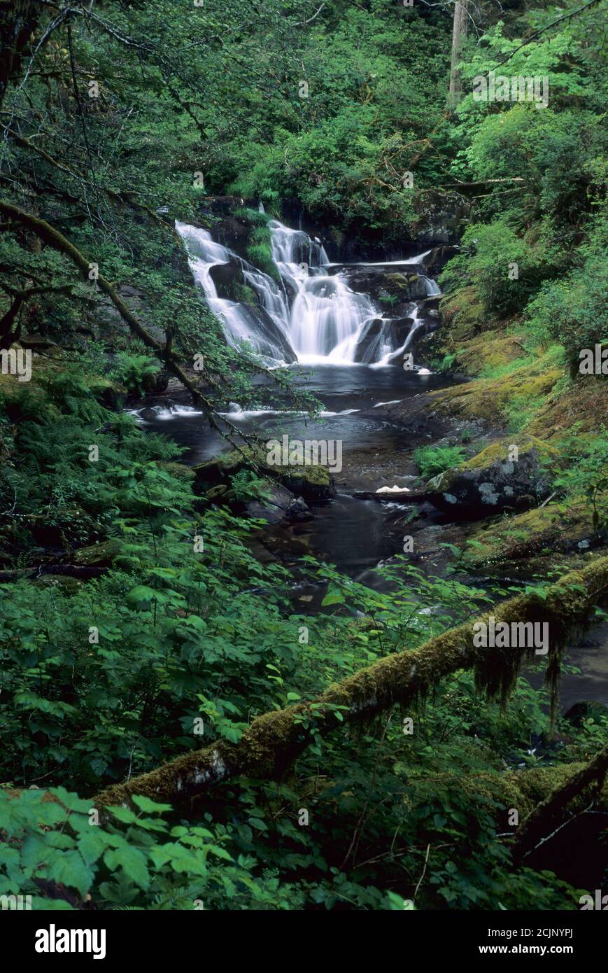 Beaver Creek Falls, Siuslaw National Forest, Oregon Stock Photo - Alamy