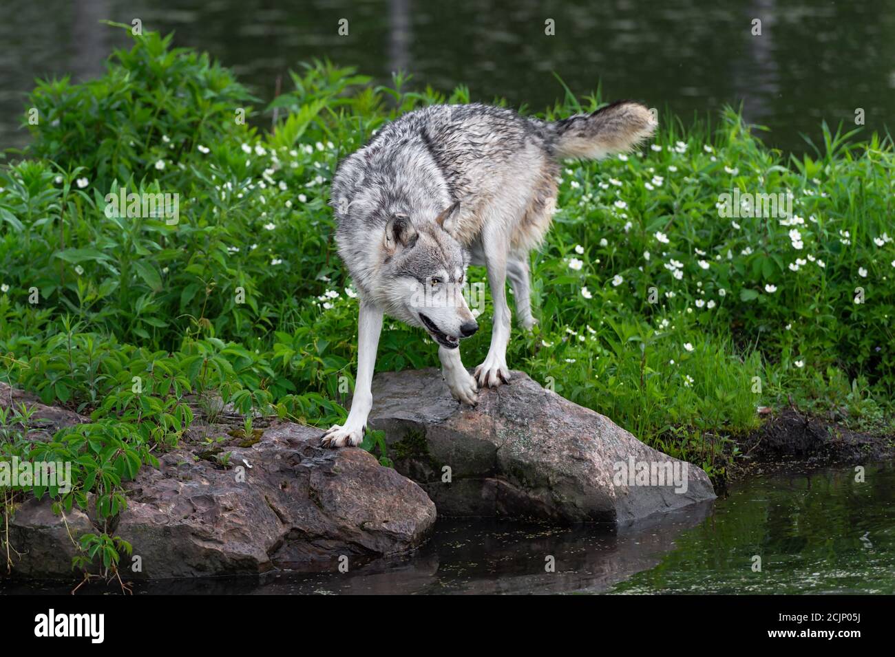 Grey Wolf (Canis lupus) Turns on Rock at Edge of Pond Island Summer ...