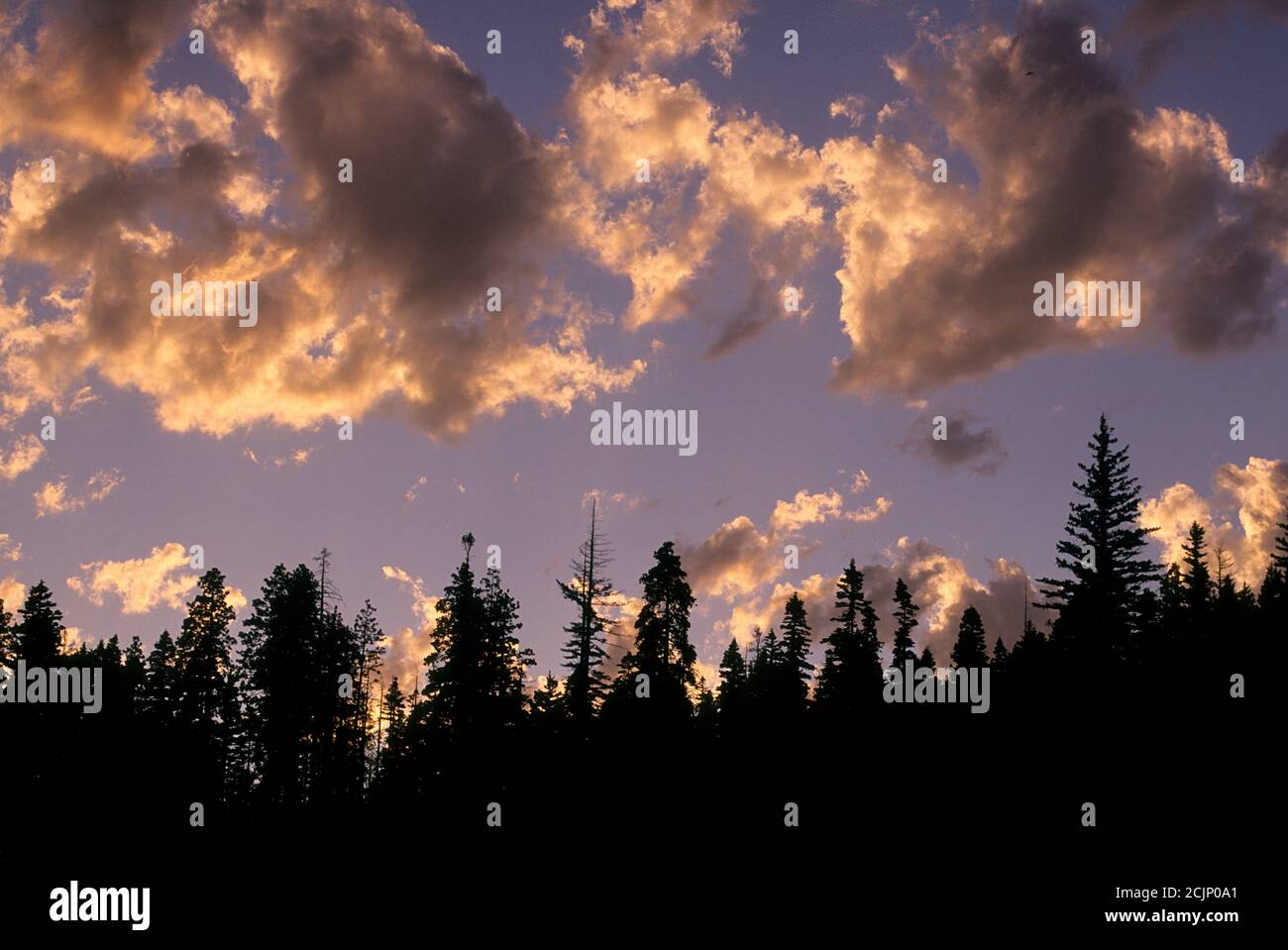 Forest sunset near Jack Lake, Deschutes National Forest, Oregon Stock ...