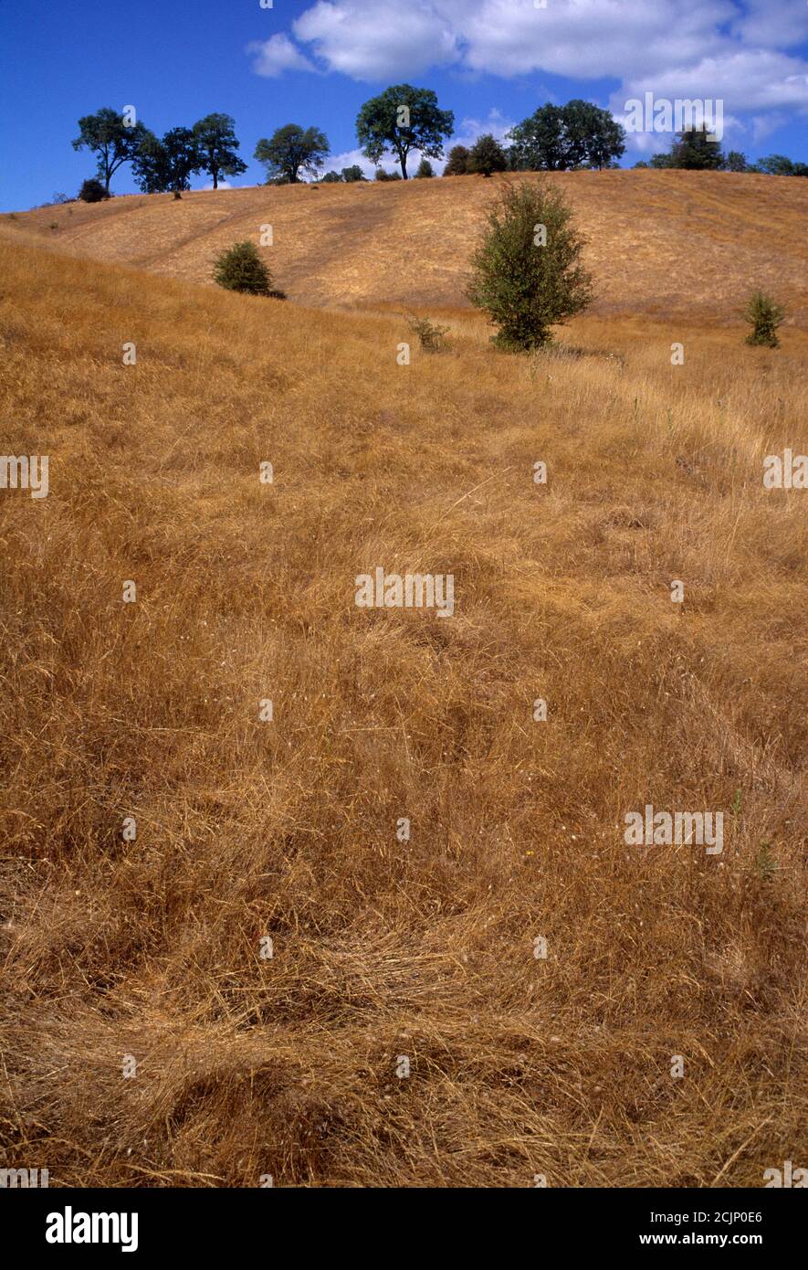 Grassland, Mildred Kanipe County Park, Oregon Stock Photo - Alamy