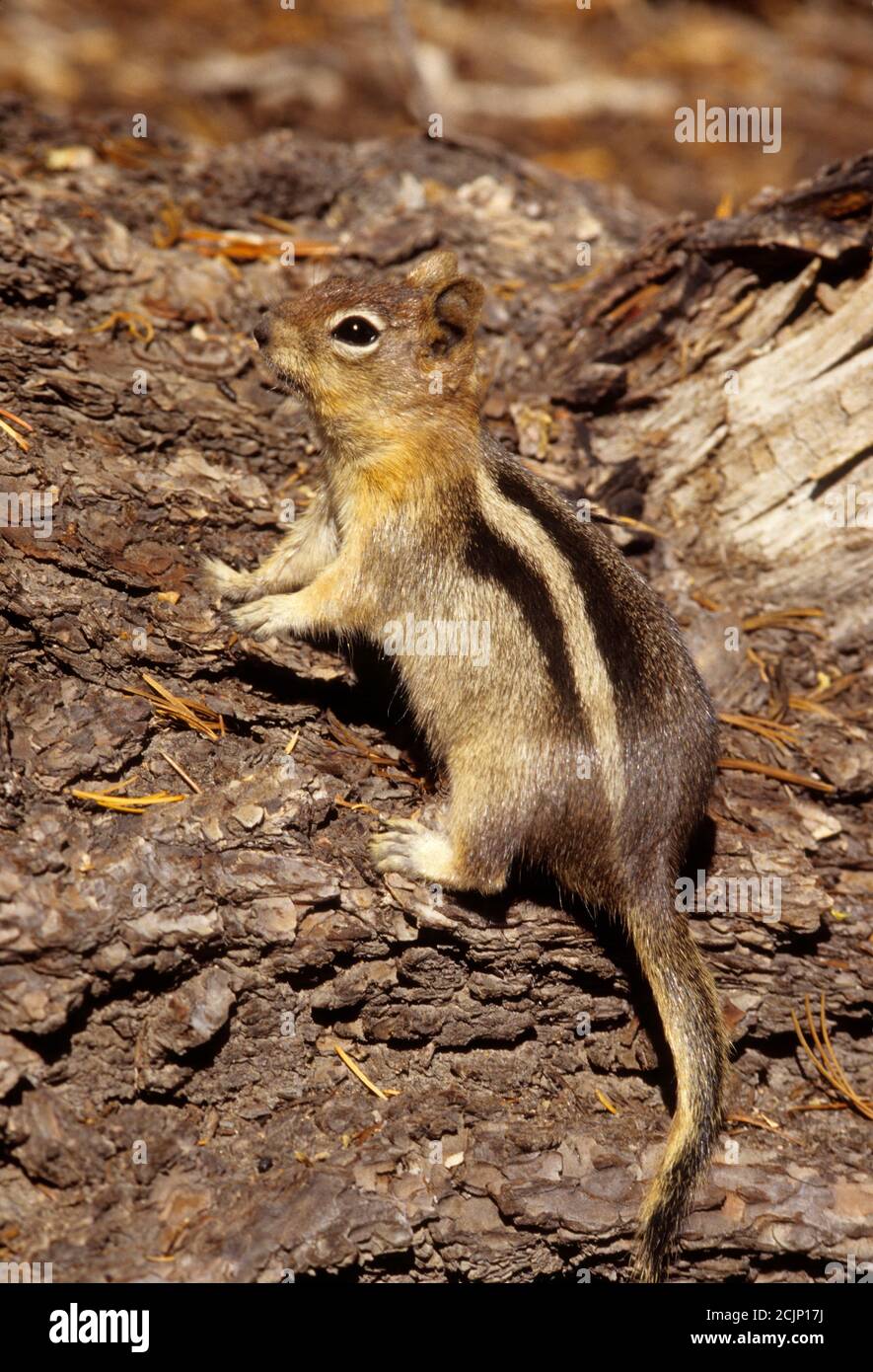 Golden-mantled ground squirrel (Spermophilus lateralis), Crater Lake ...