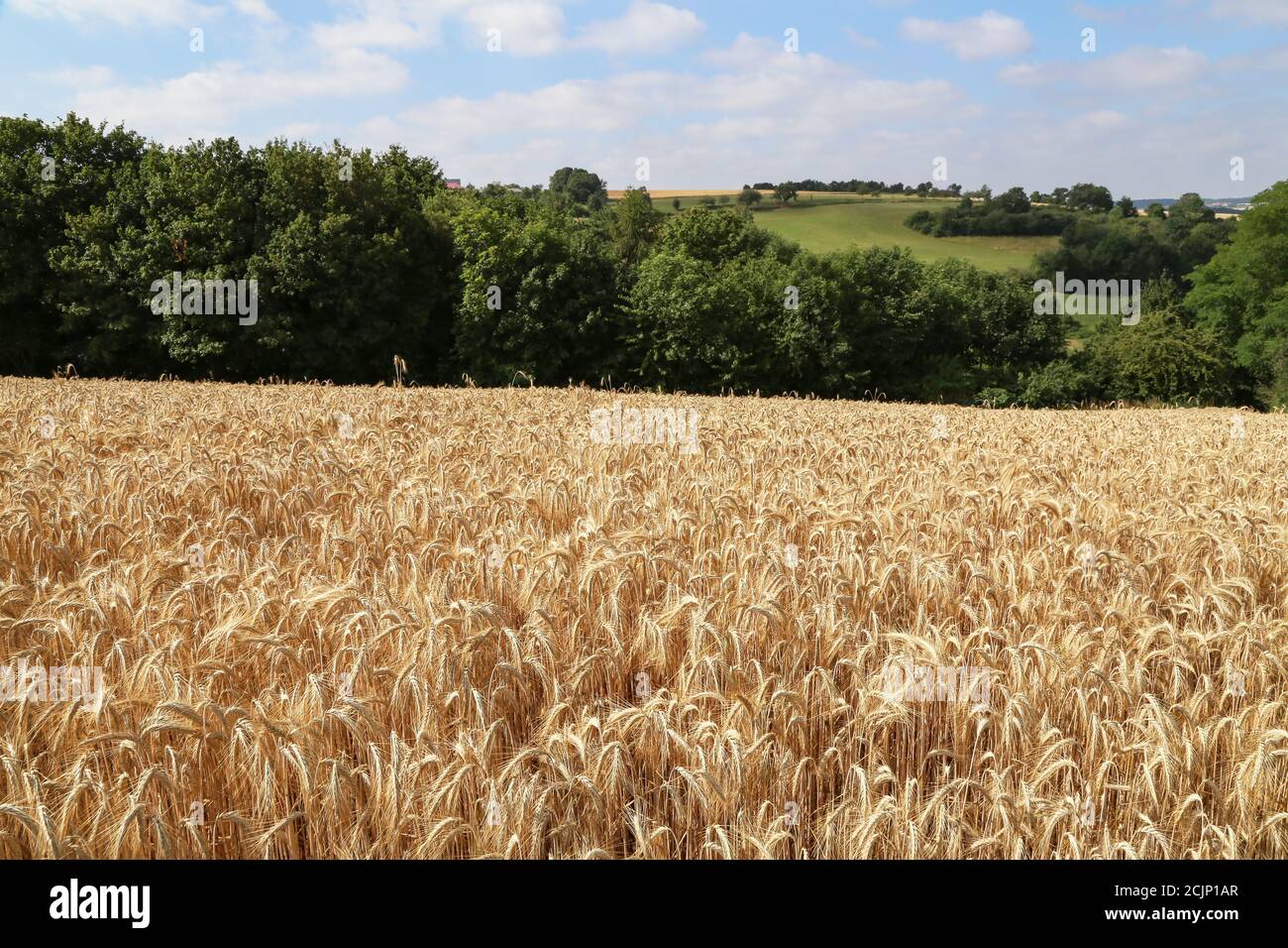 Agricultural field of dry mature wheat Stock Photo - Alamy