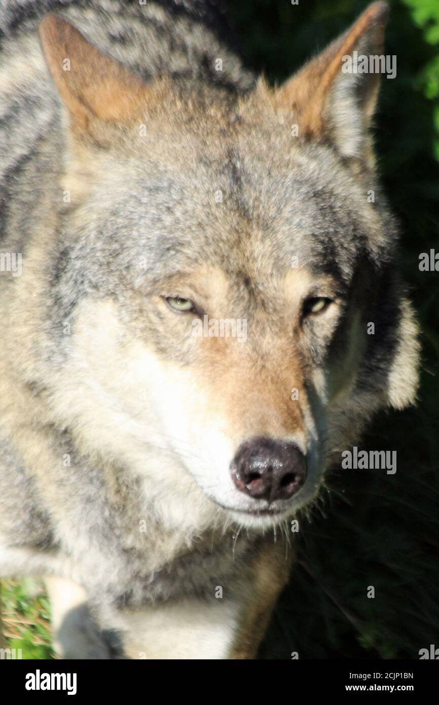 Europaischer wolf hi-res stock photography and images - Alamy