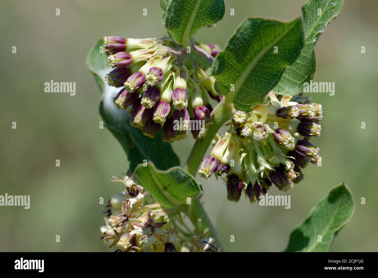 monarch host plant Stock Photo - Alamy