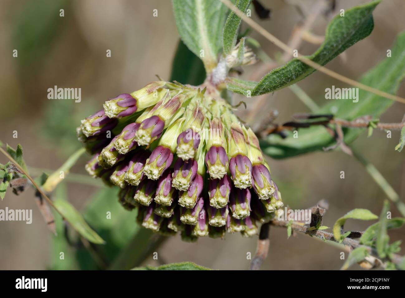monarch host plant Stock Photo - Alamy