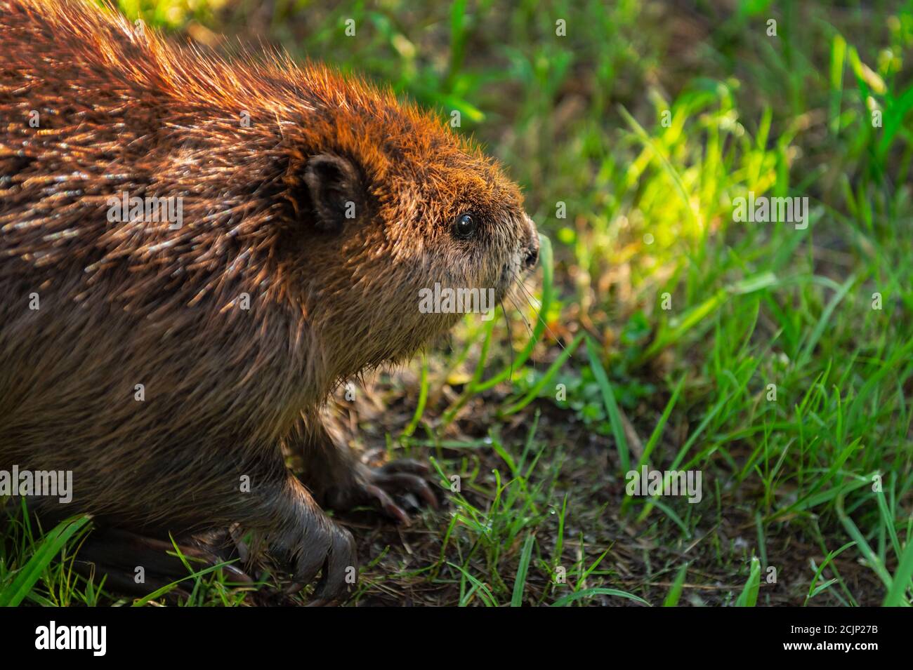 Adult Beaver (Castor canadensis) Looks Right From Ground Summer ...