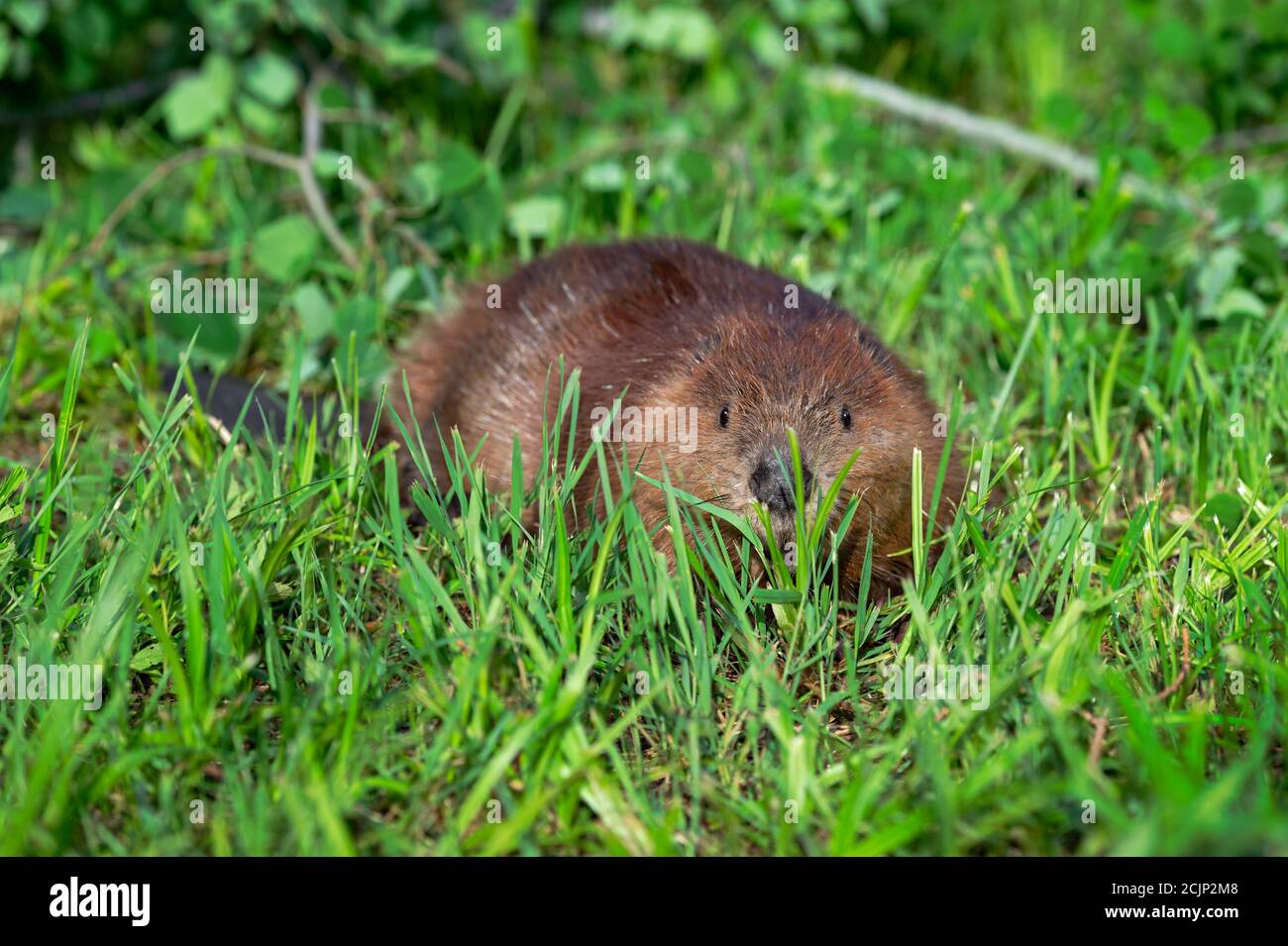 Adult Beaver (Castor canadensis) Peers Out From Grass Summer - captive ...