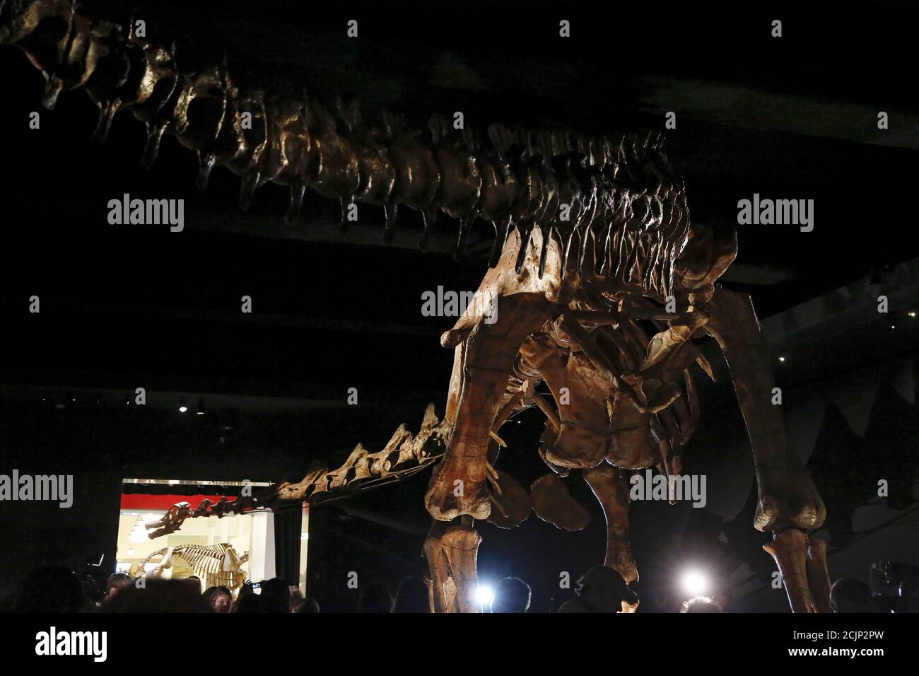 Titanosaur american museum hi-res stock photography and images - Alamy