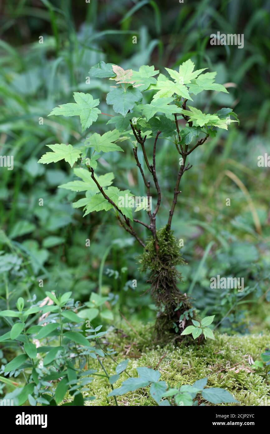 Vertical shot of a young tree in the forest Stock Photo - Alamy