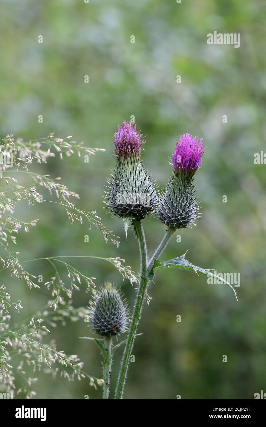 Selective focus shot of unbloomed thistles in the field Stock Photo - Alamy