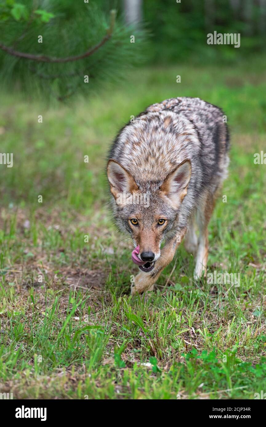 Adult Coyote (Canis latrans) Steps Forward Licking Chops Intense Stare ...