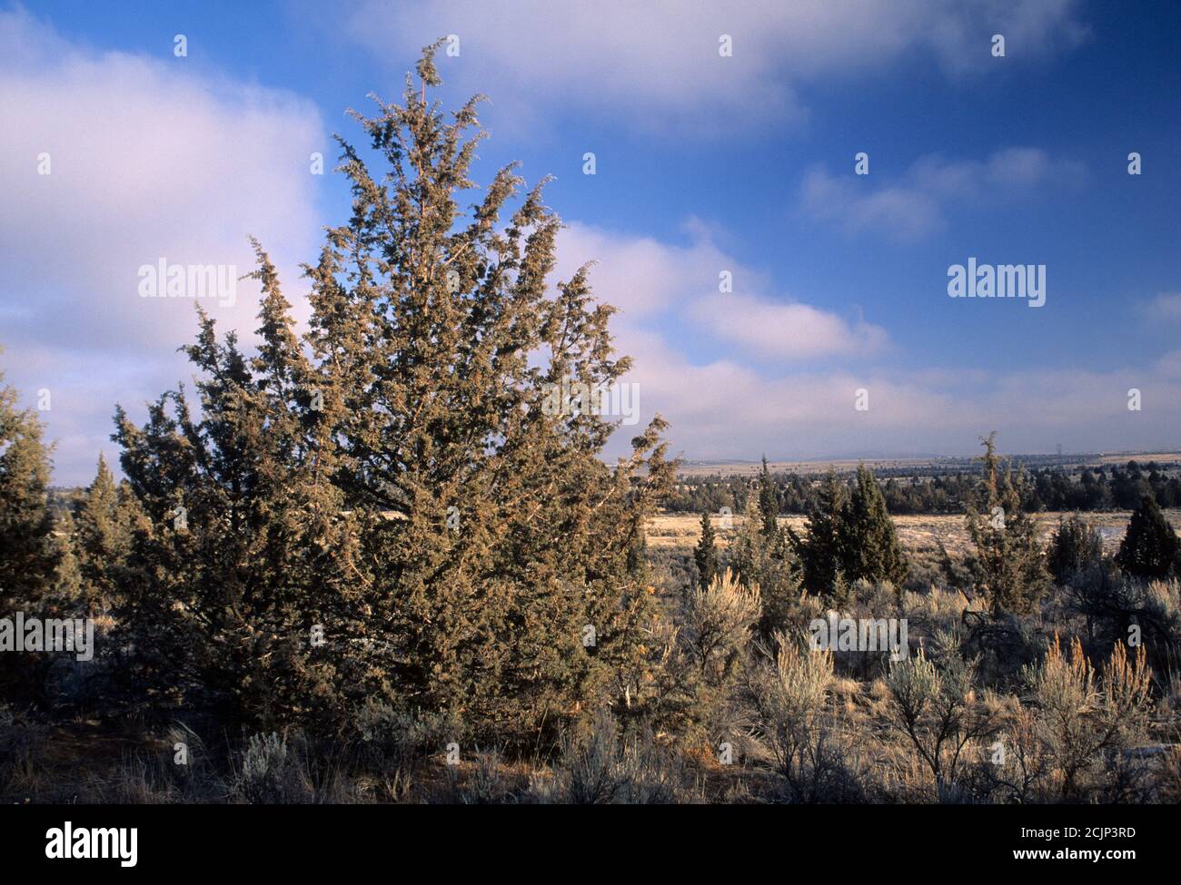 Western juniper (Juniperus occidentalis), Rimrock Springs Wildlife Area ...