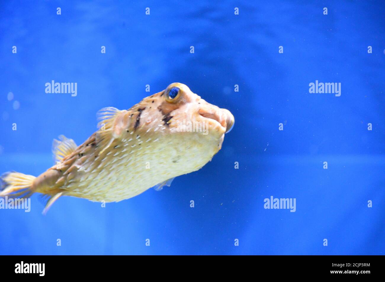 Globefish swimming under the water's surface Stock Photo - Alamy